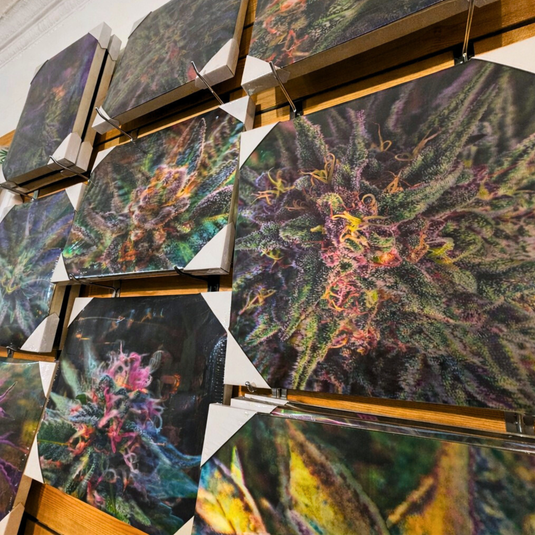 Sunshine Daydream | The Best Hippie Smoke Shop for 30 Years